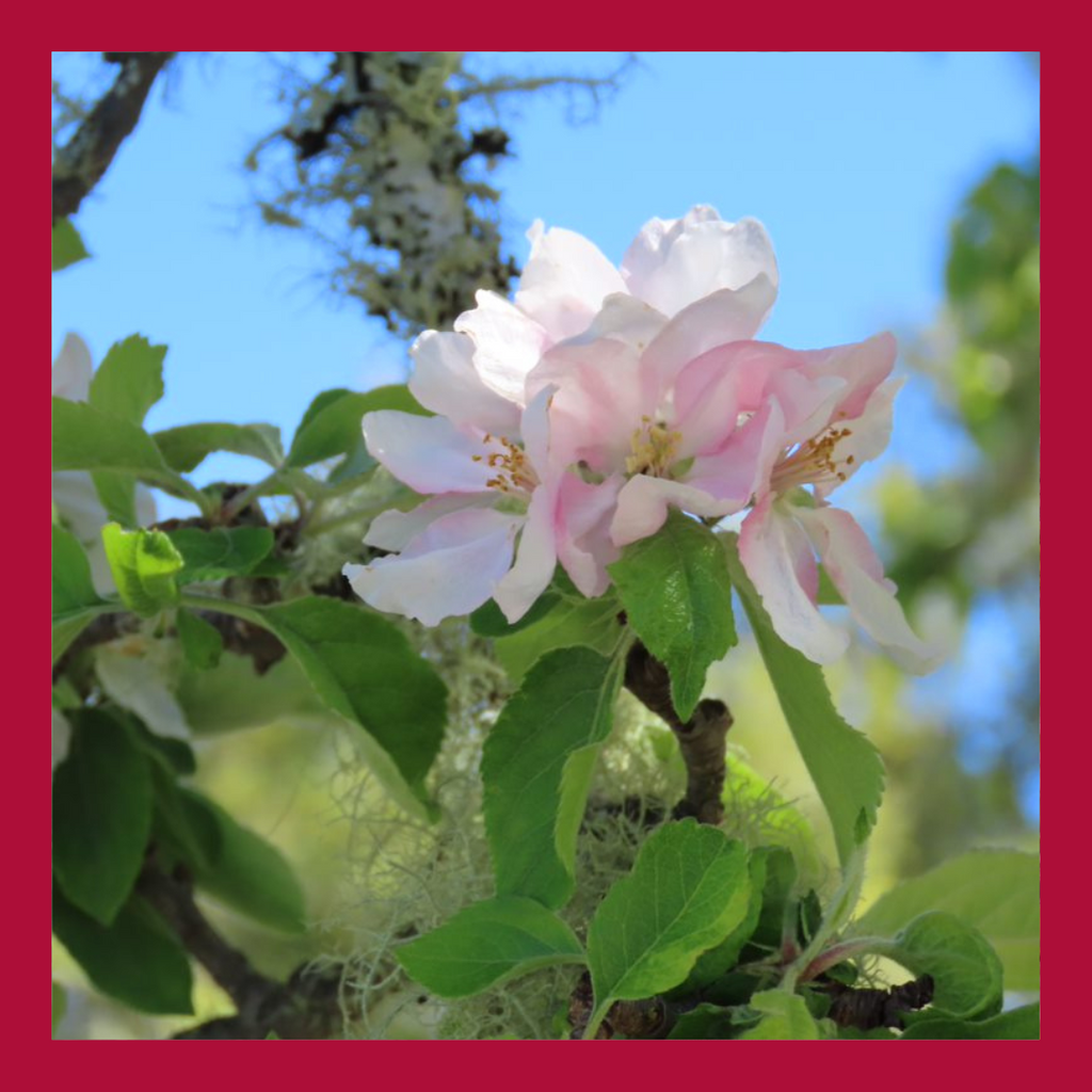 Words at Work: Part Three– Dharma Publishing